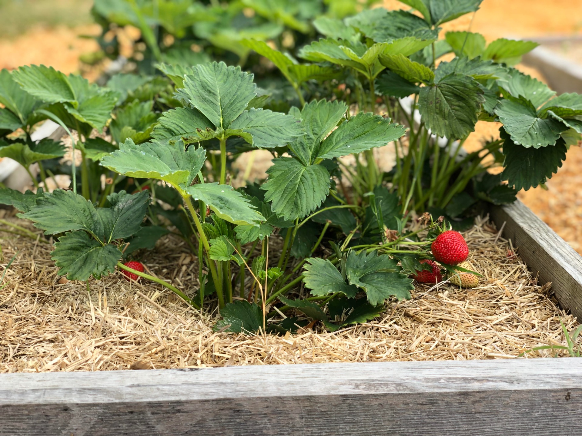 Simply Straw :: Fraser Valley Hay Brokers