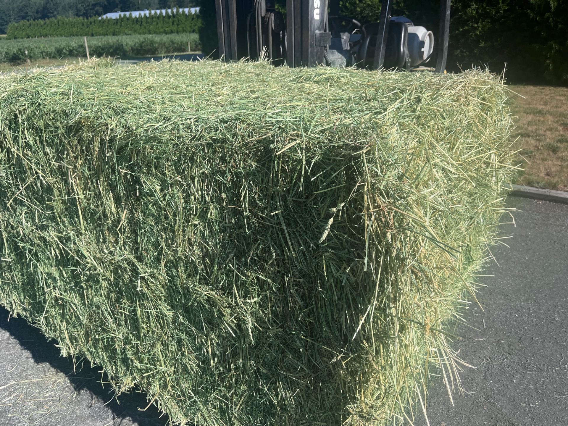 1st Cut Orchard Grass 3x4 Bales :: Fraser Valley Hay Brokers