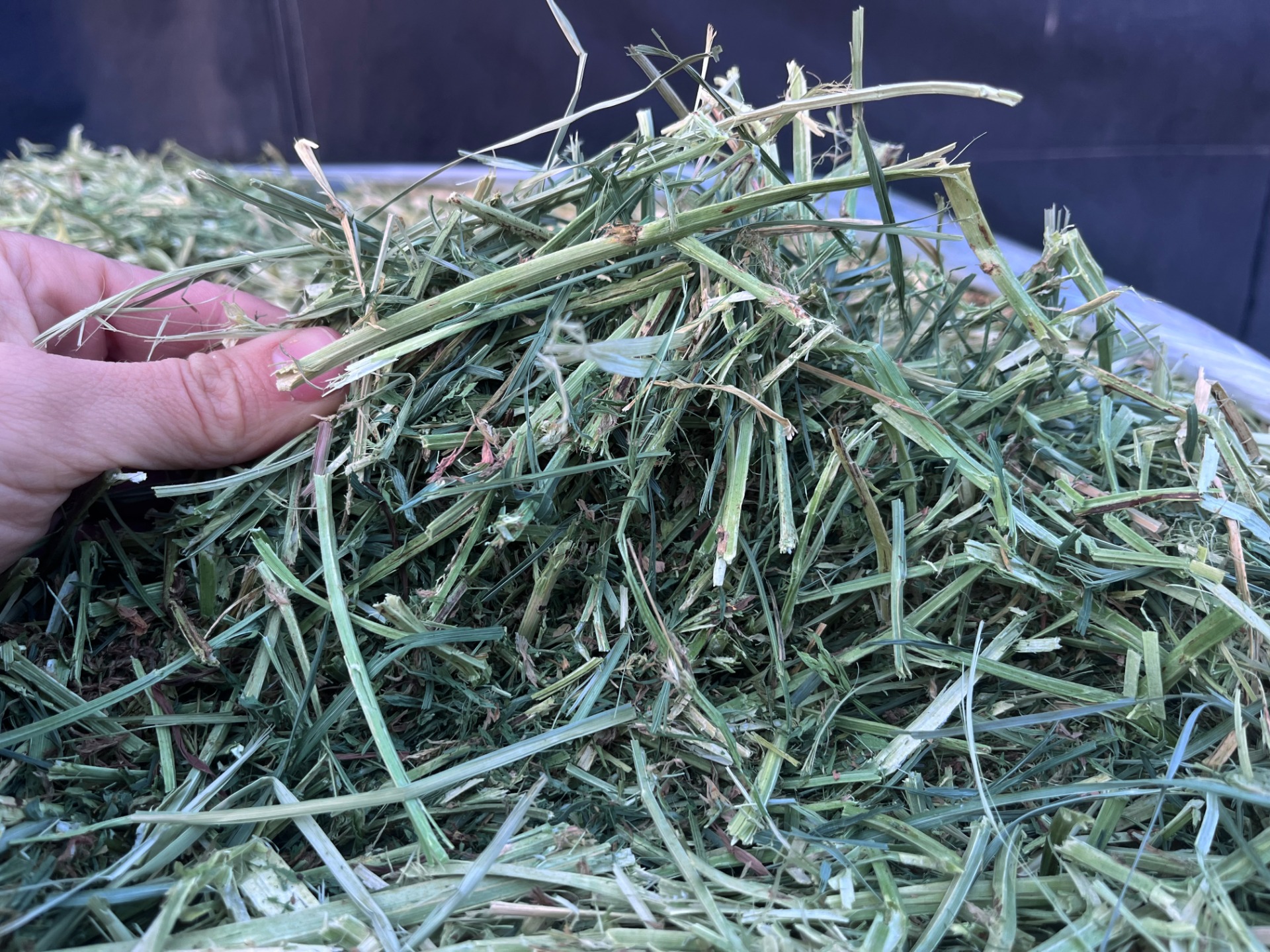 Compressed Timothy Alfalfa Mix :: Fraser Valley Hay Brokers